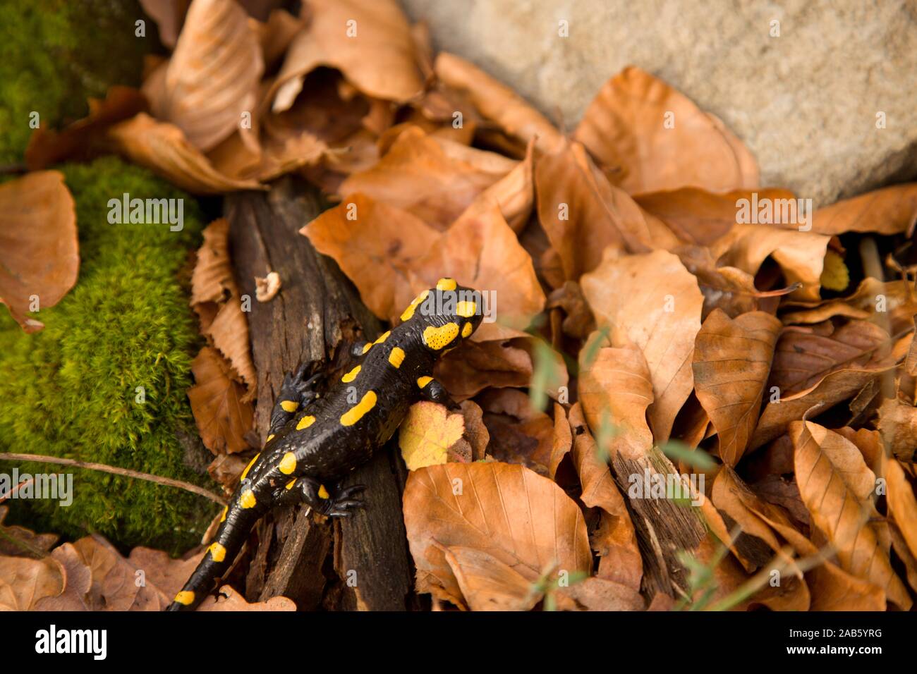 Beautiful salamander hi-res stock photography and images - Alamy