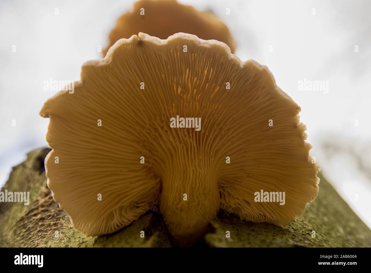 Grey oyster mushroom hi-res stock photography and images - Alamy