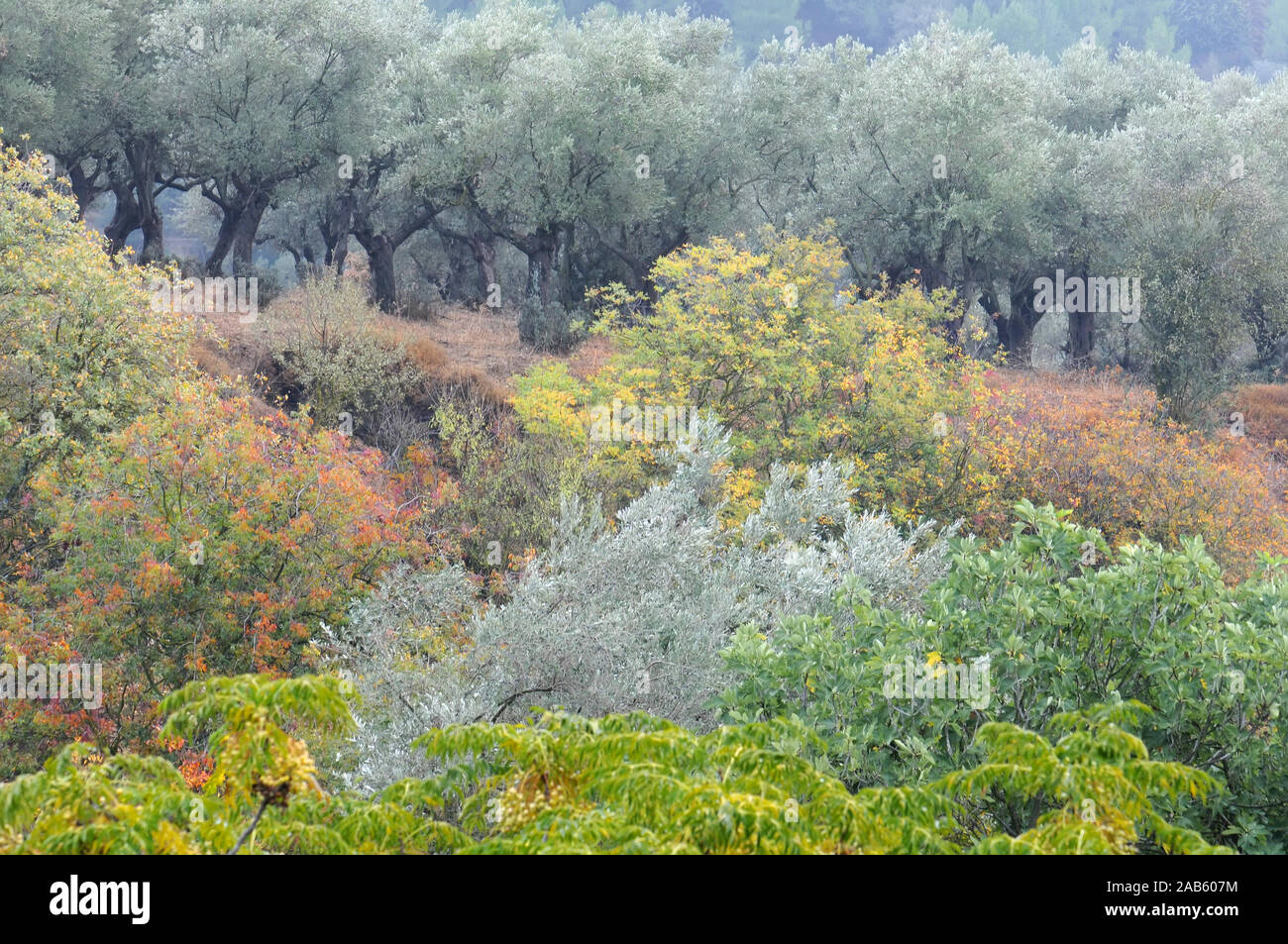 Woodland in the Galilee, Israel Stock Photo - Alamy