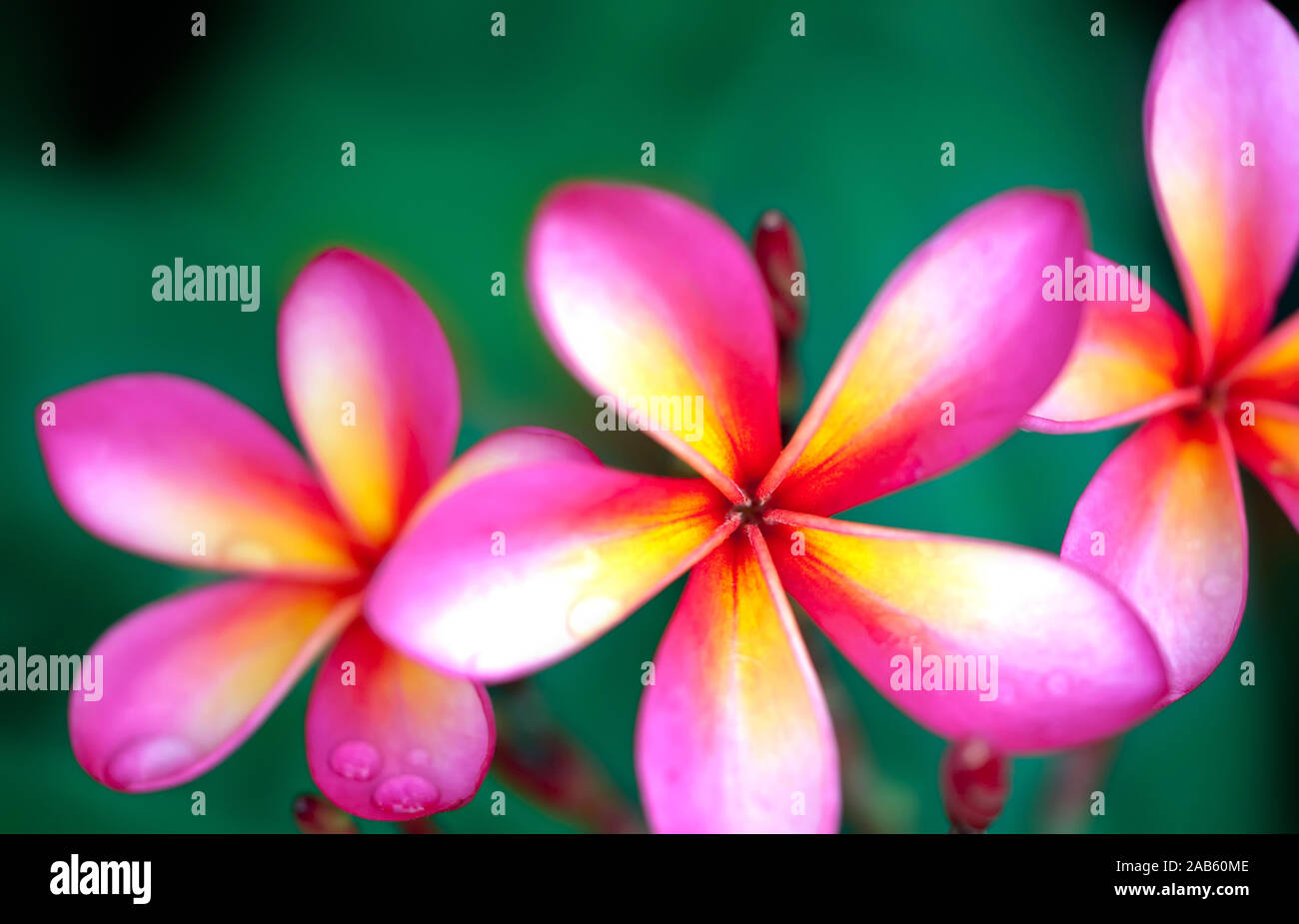 A photography of a red frangipani blossom Stock Photo - Alamy