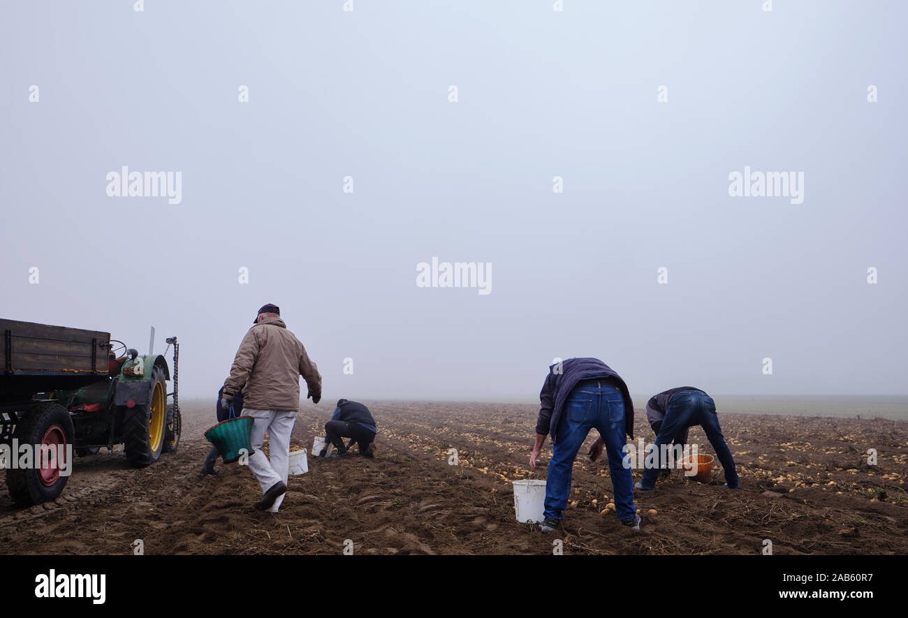Workers on a farm harvesting the potato crop with a view past a trailer ...