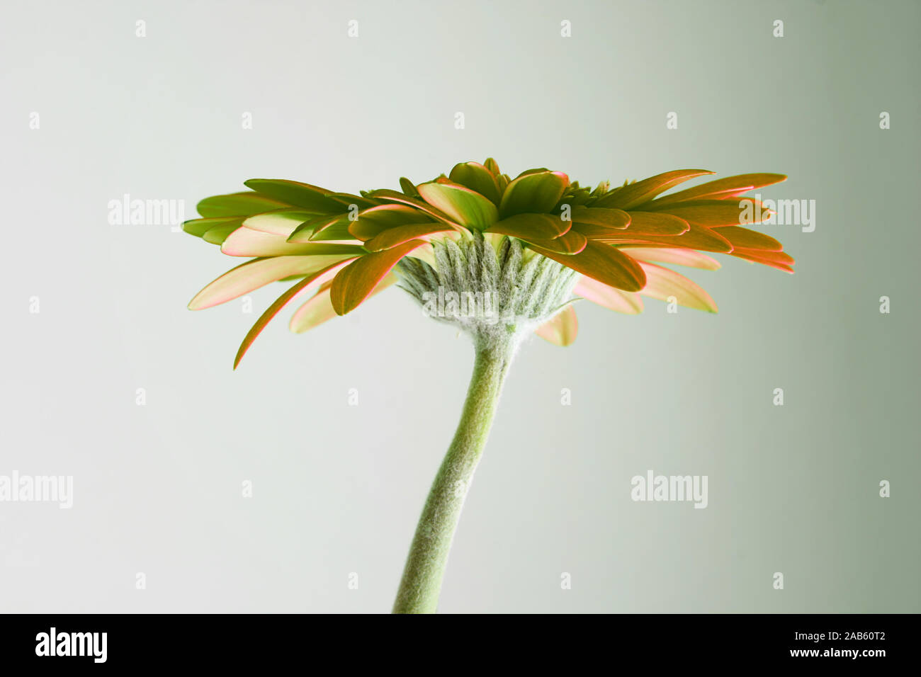 Duo color hi-res stock photography and images - Alamy