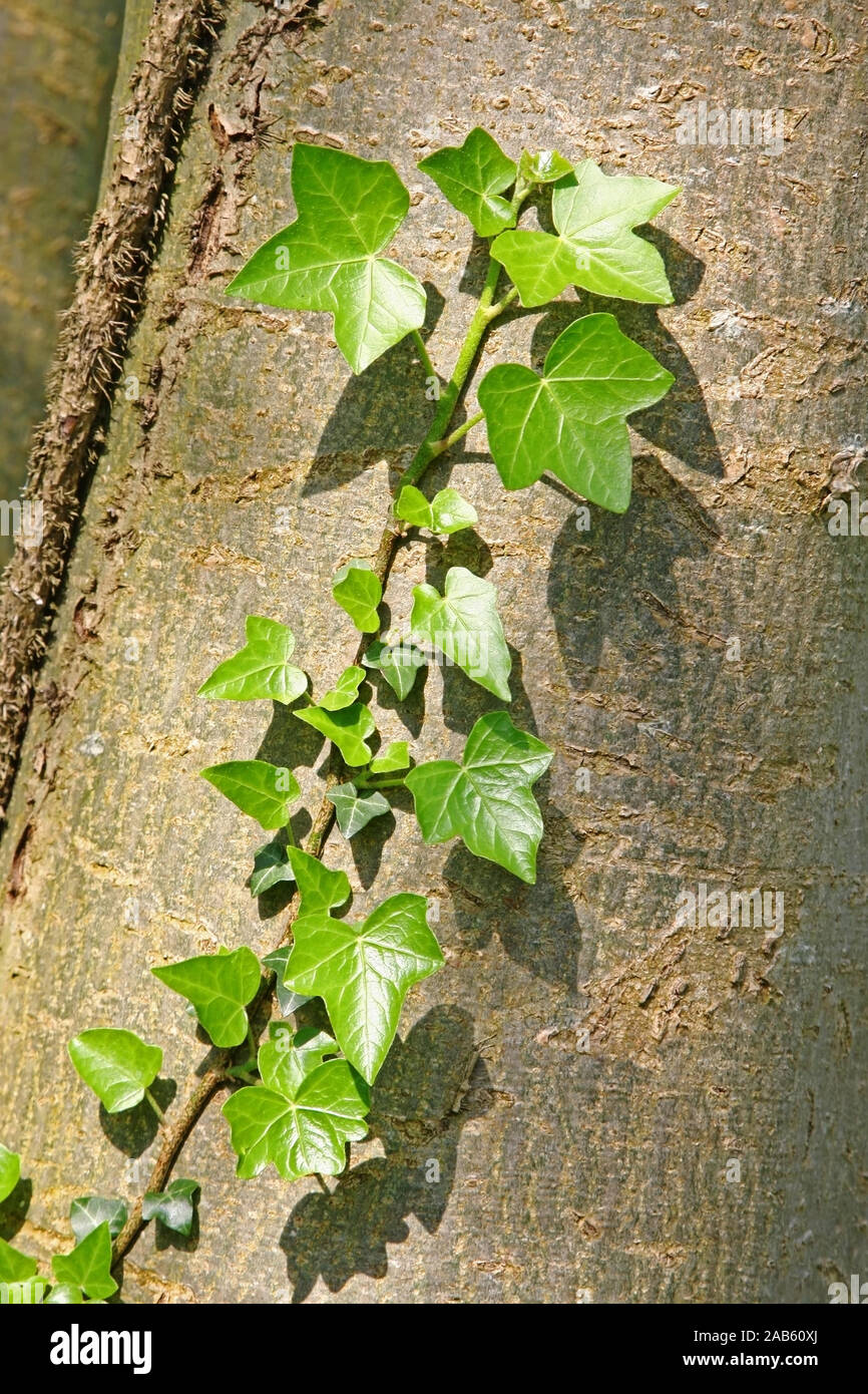 A photography of a climbing green ivy Stock Photo - Alamy