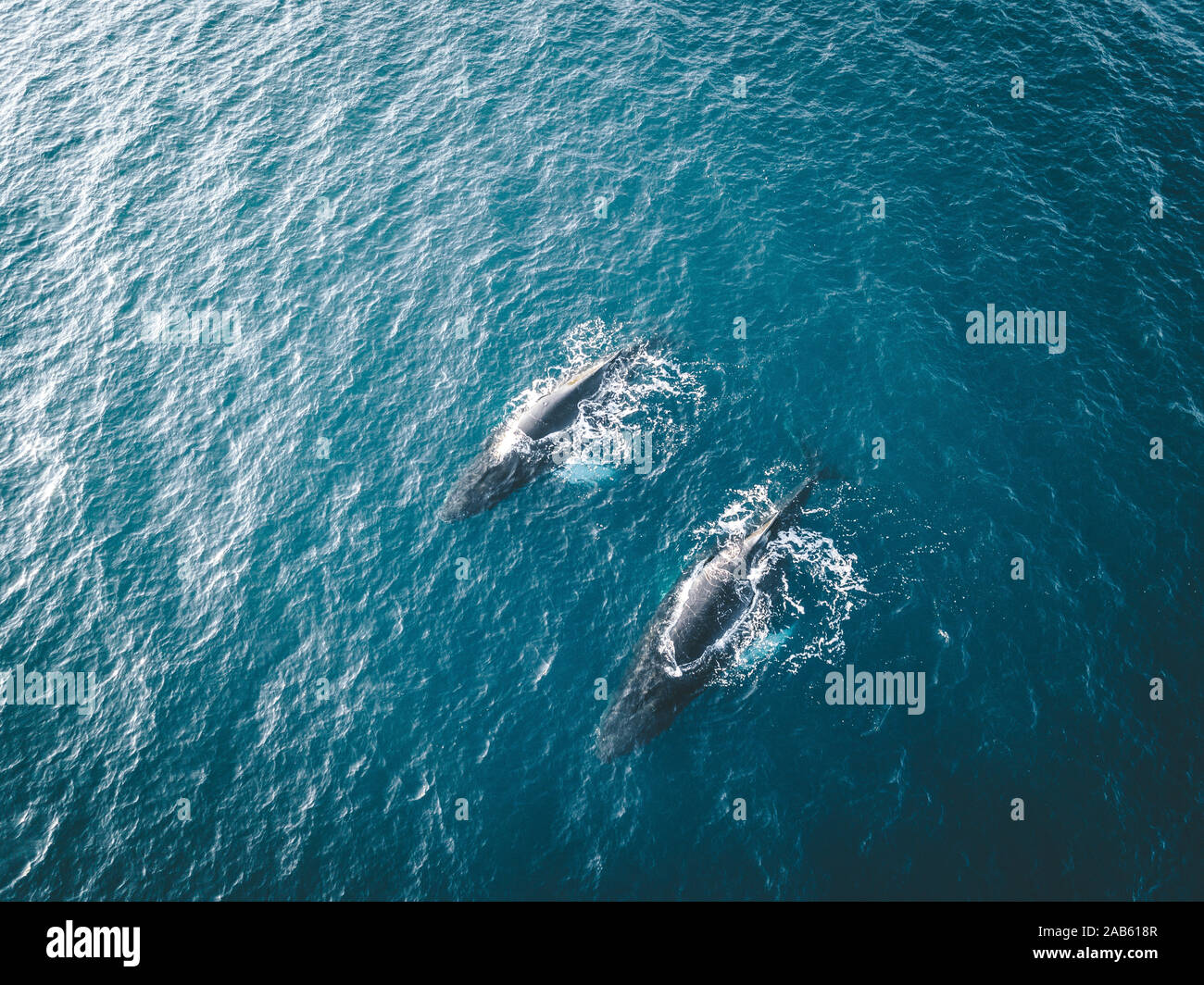 Humpback whale calf greenland hi-res stock photography and images - Alamy