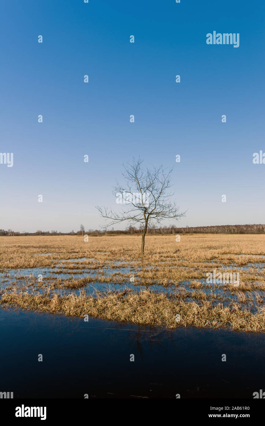 Single tree and water on a meadow Stock Photo - Alamy