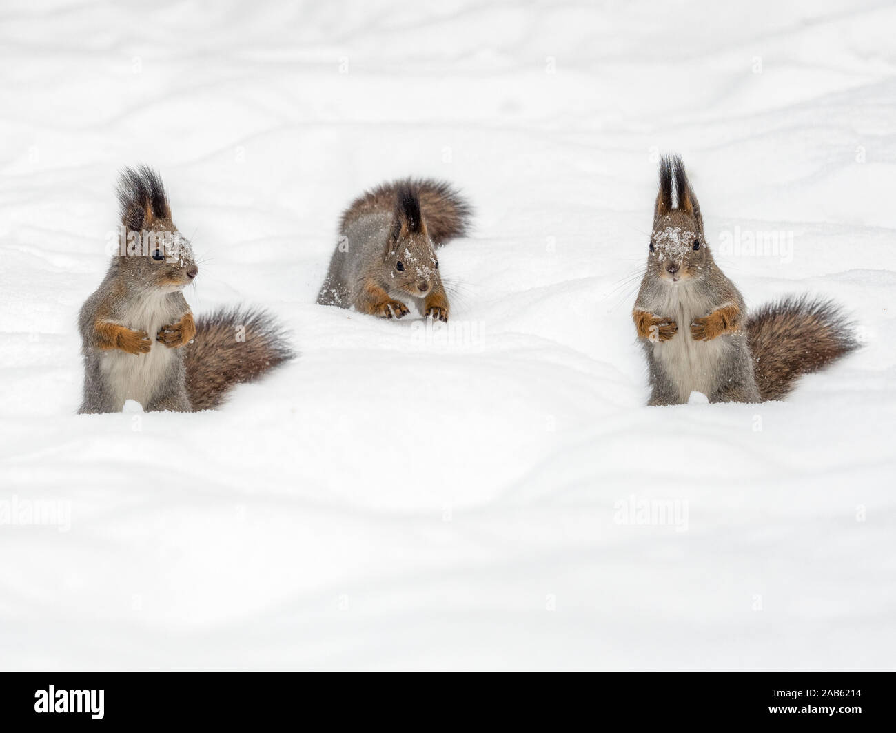 Three squirrels on white snow. Squirrels in winter. Several squirrels ...