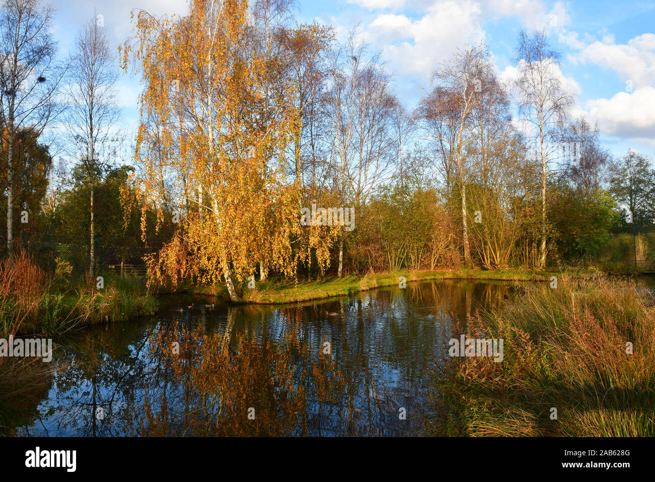 Autumn at the WWT London Wetland Centre, Queen Elizabeth's Walk, London ...