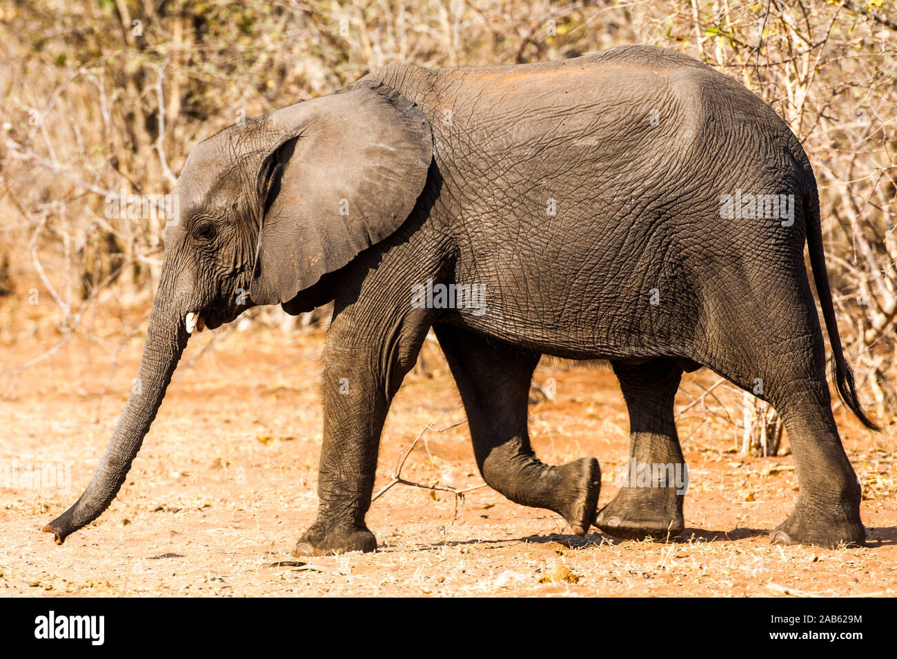 Kasane forest reserve hi-res stock photography and images - Alamy