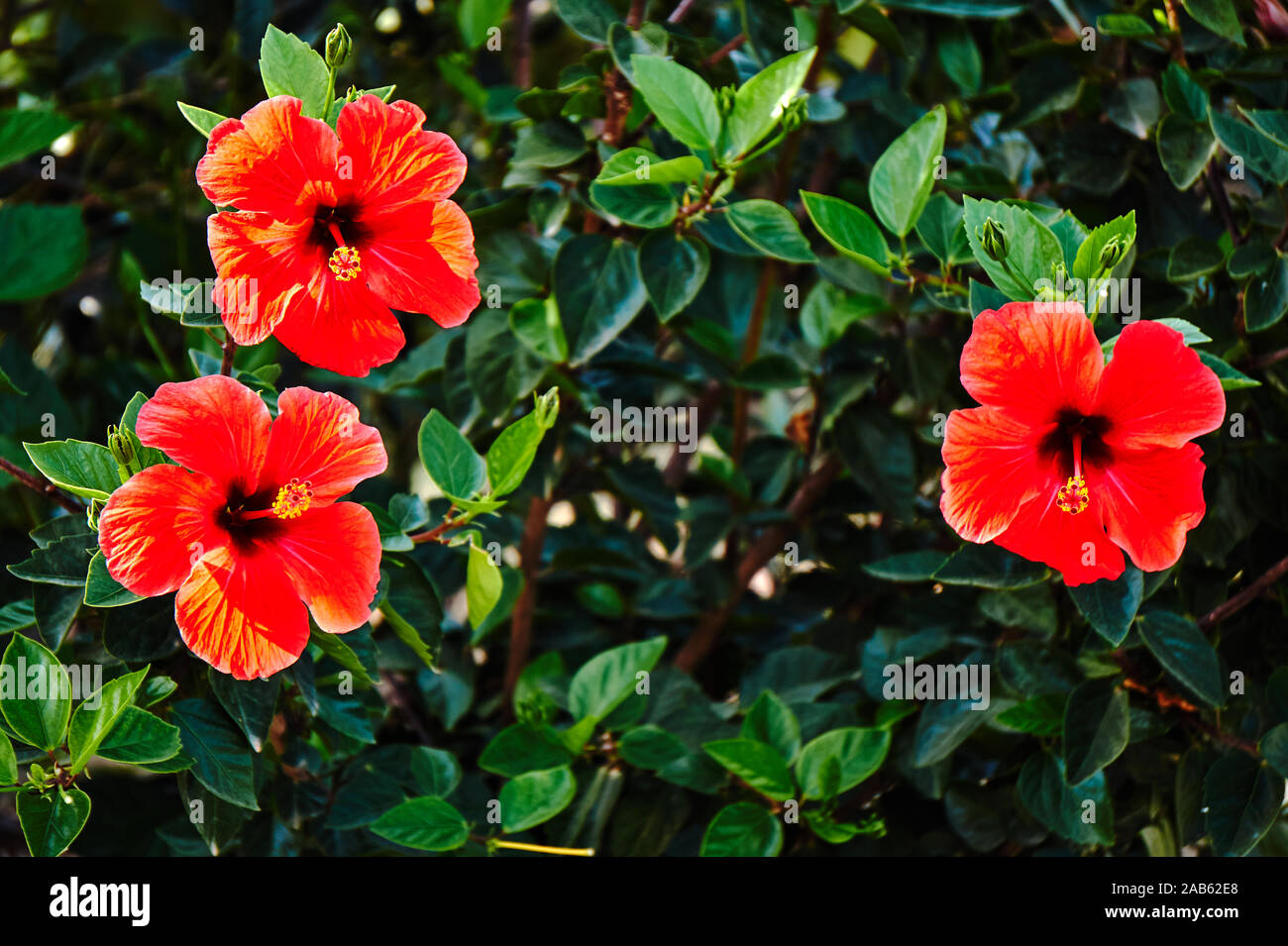 beautiful red Hibiscus flowers on Kos island in Greece Stock Photo - Alamy