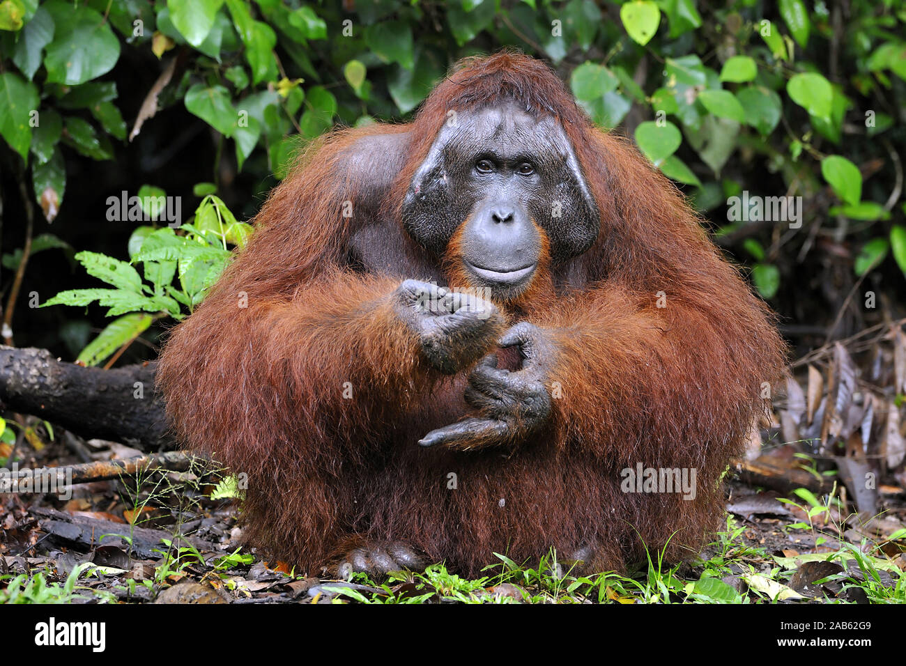 Affen primaten hi-res stock photography and images - Alamy