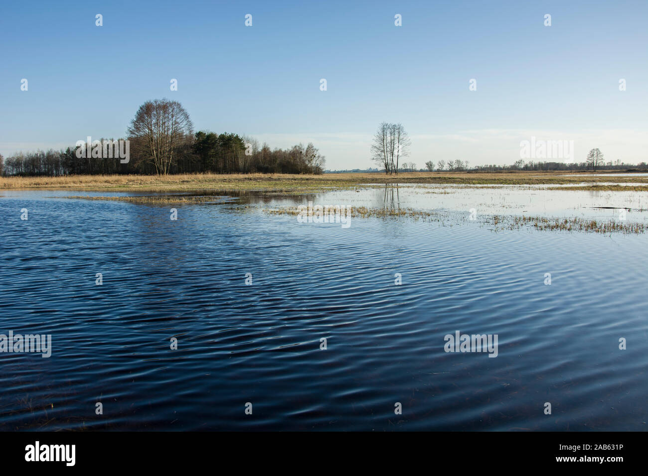 Meadow grove hi-res stock photography and images - Alamy