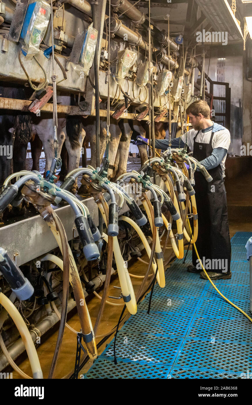 Beatrice, Nebraska - A young man milks cows in the milking parlor of a ...