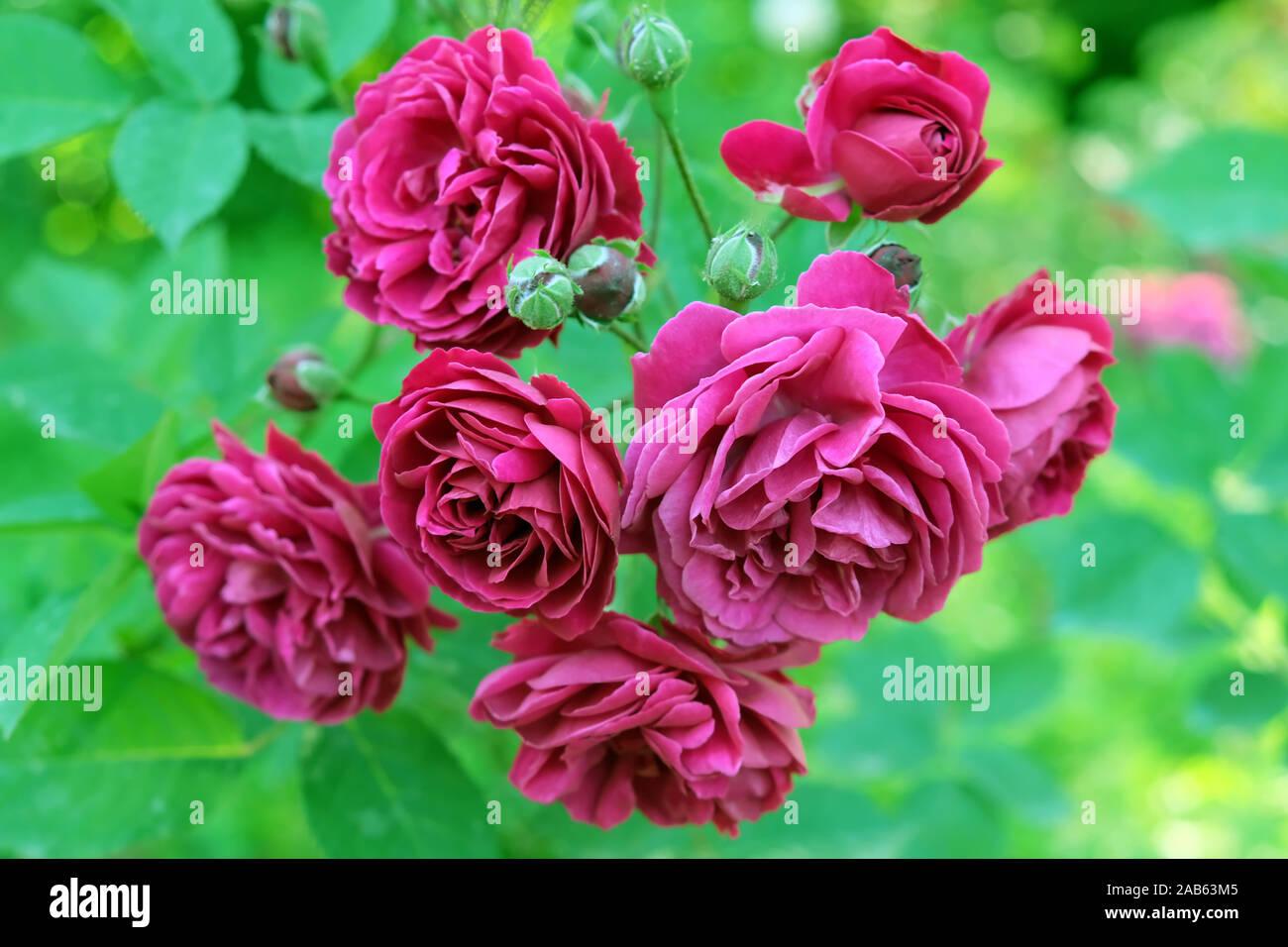Lush rose bush in the garden hi-res stock photography and images - Alamy
