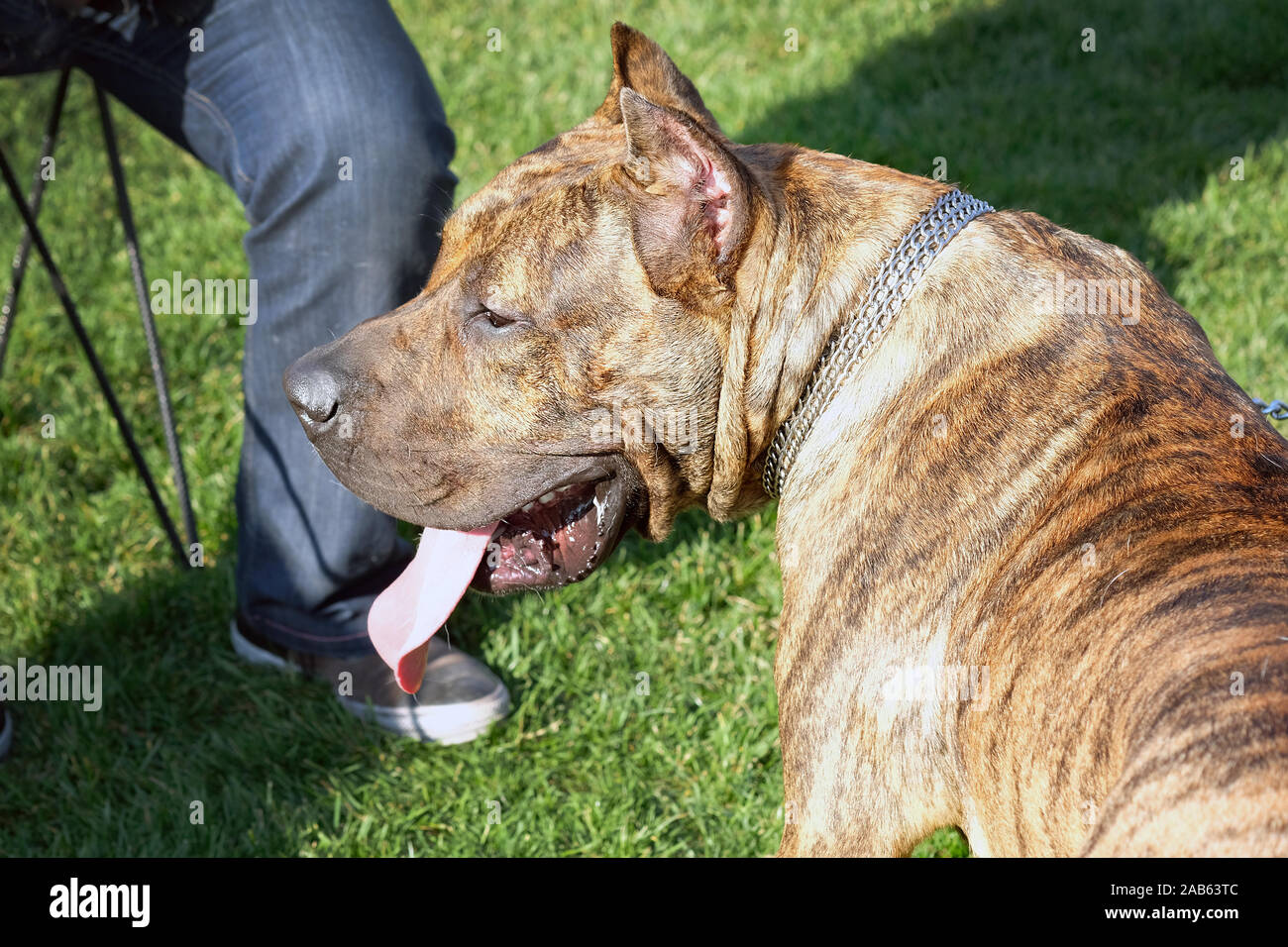 Presa Canario Great Dane Mix