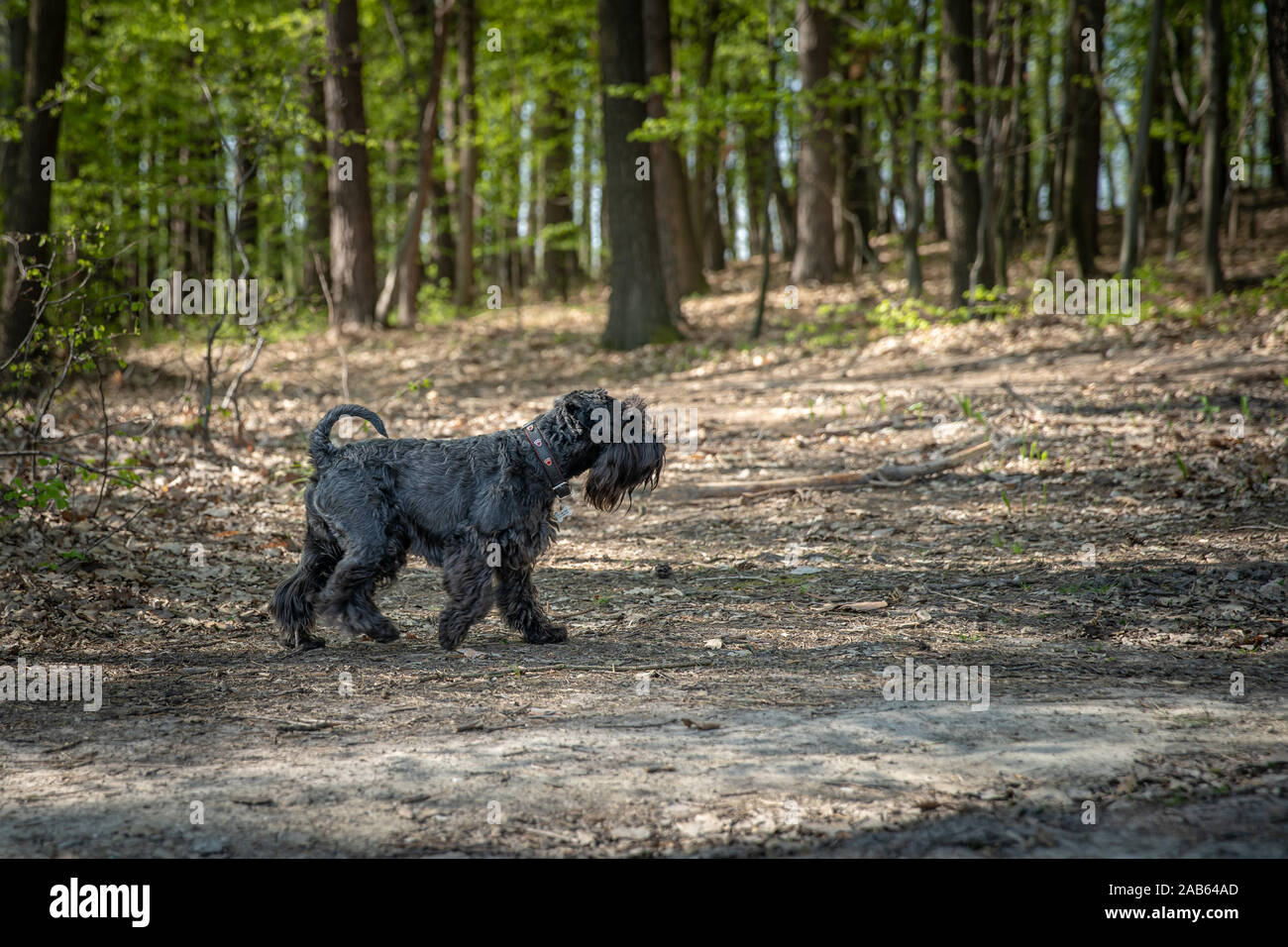 Lost dog park hi-res stock photography and images - Alamy