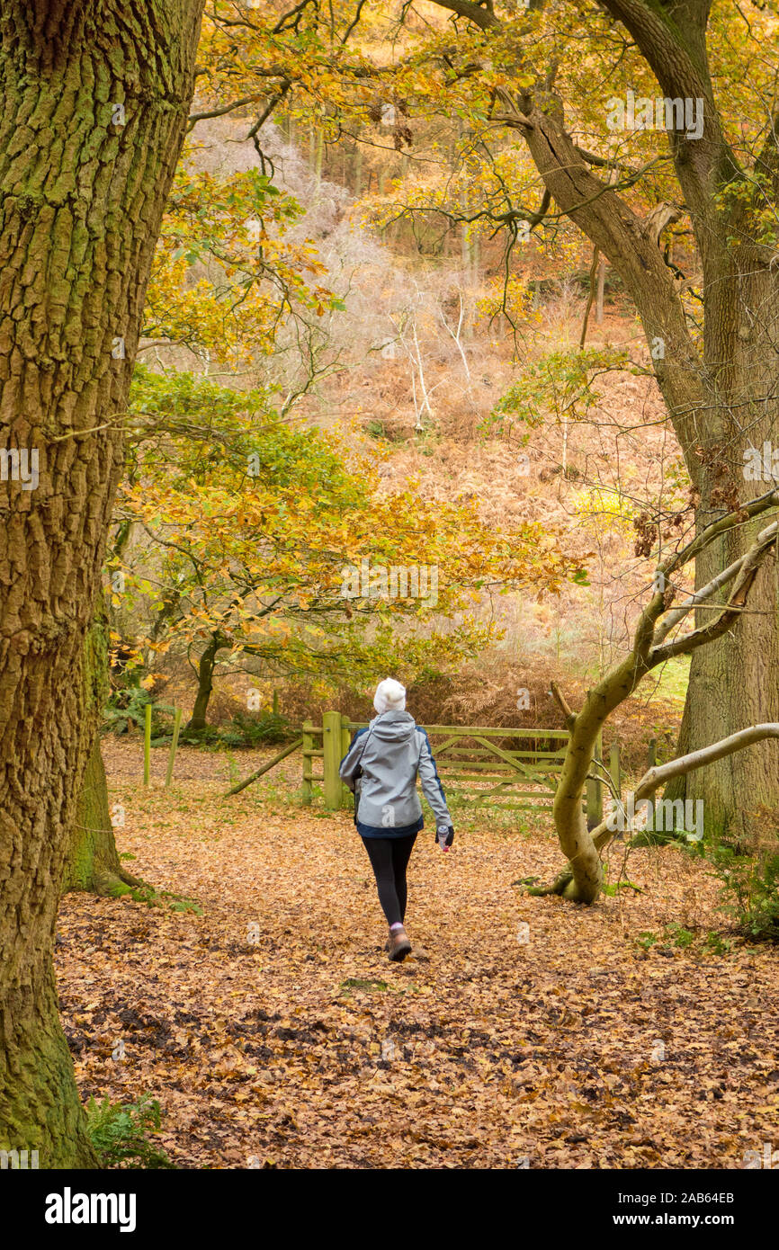 Single Woman walking alone through Autumn woodland and trees along the ...