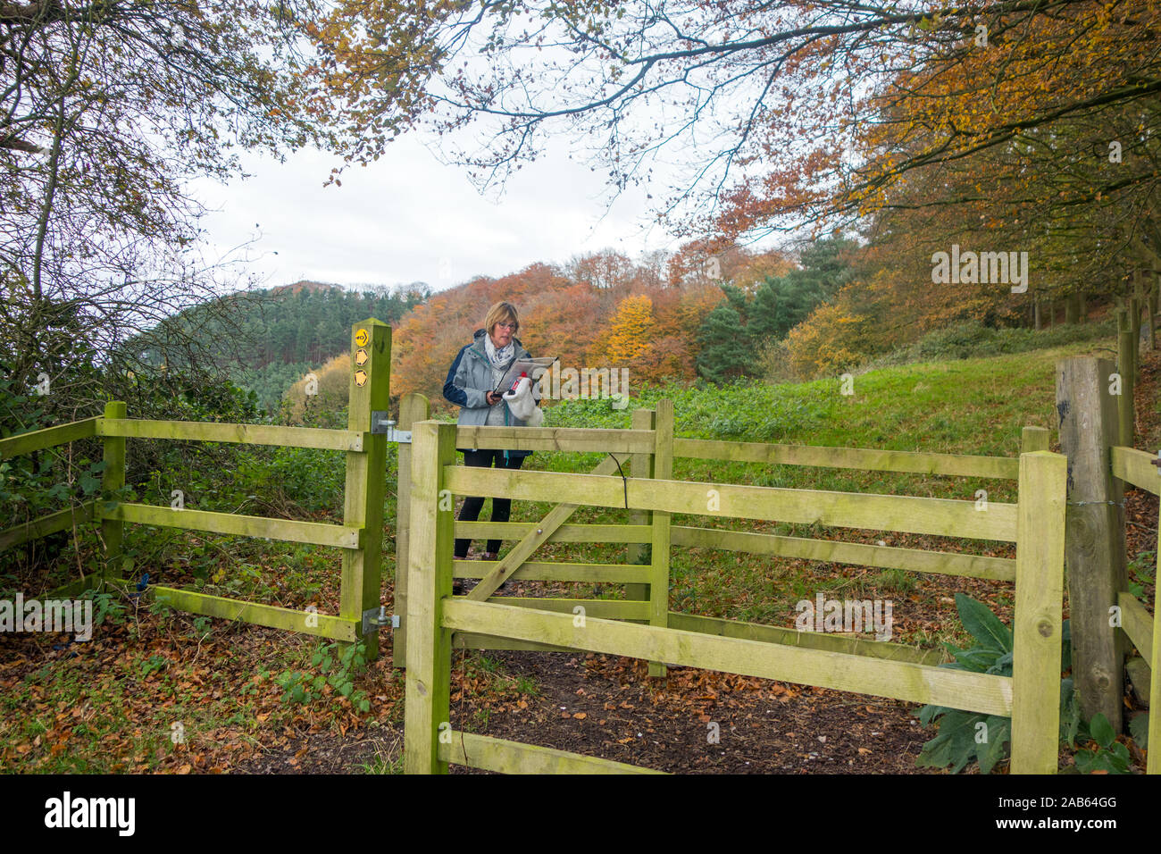 Single Woman walking alone through Autumn woodland and trees stopped to ...