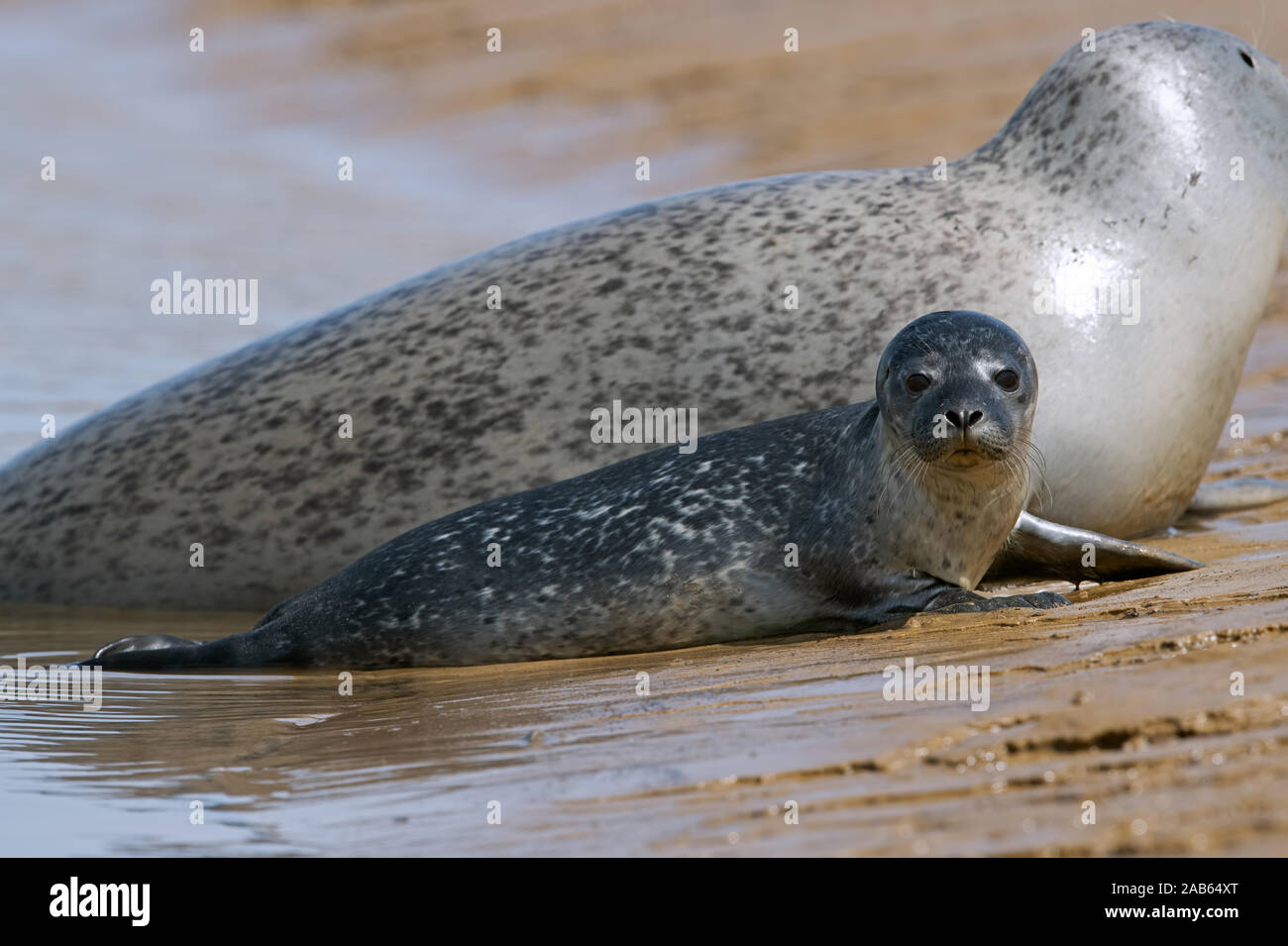 Harbor seal pup hi-res stock photography and images - Alamy