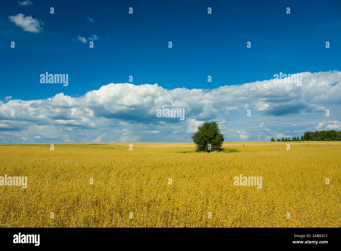 Oat tree hi-res stock photography and images - Alamy