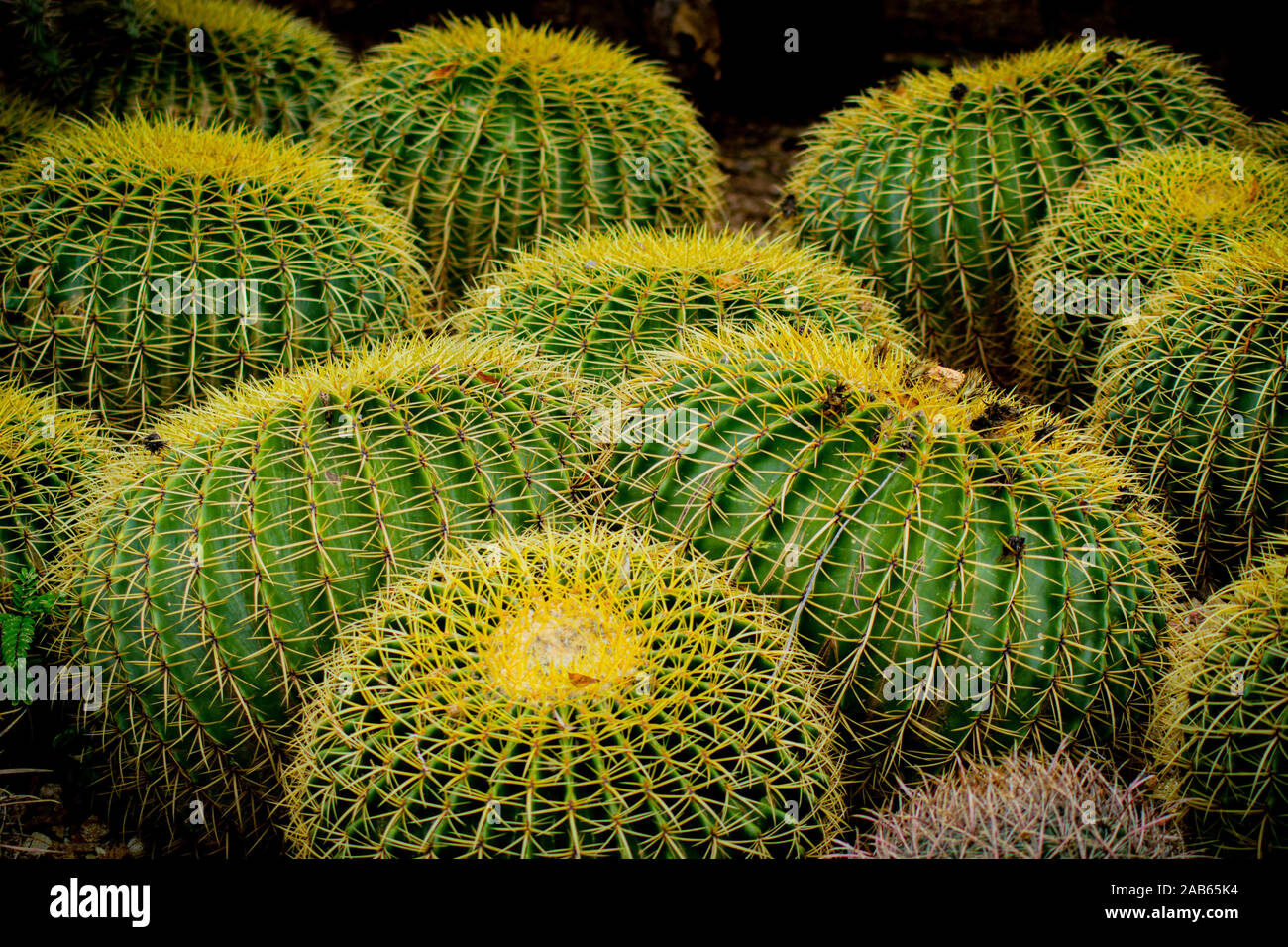 Cluster of Barrel Cacti, Echinocactus Stock Photo - Alamy