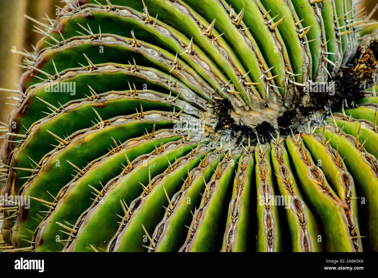 Cactus Wave, Cactus Growing in Curve Stock Photo - Alamy