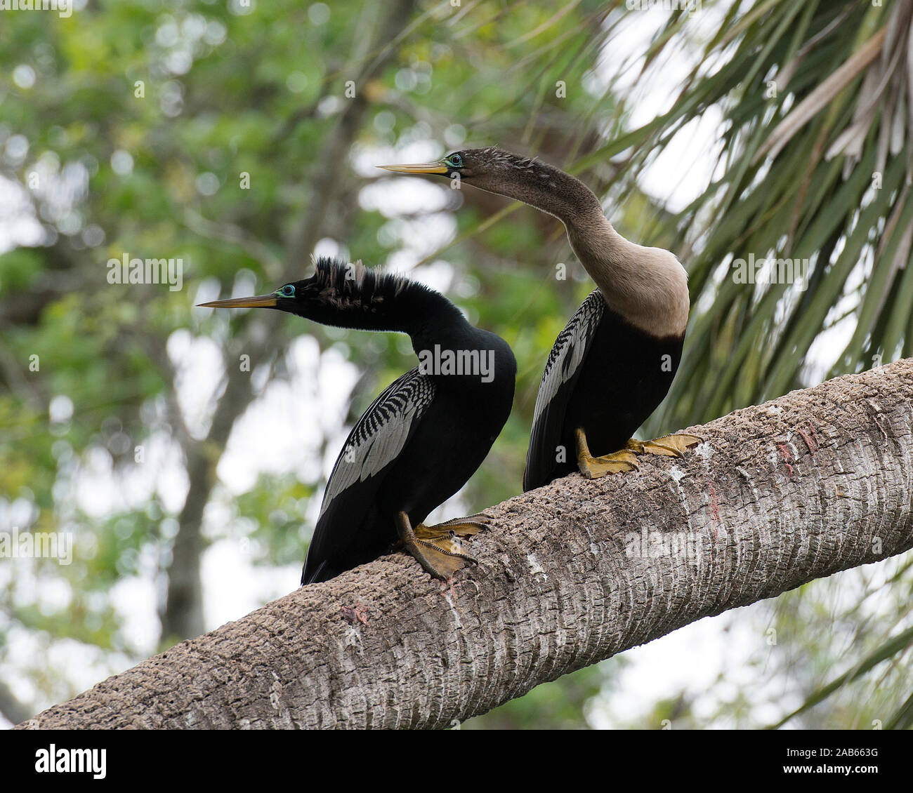 Anhinga bird couple in courtship exposing their bodies, head, beak ...