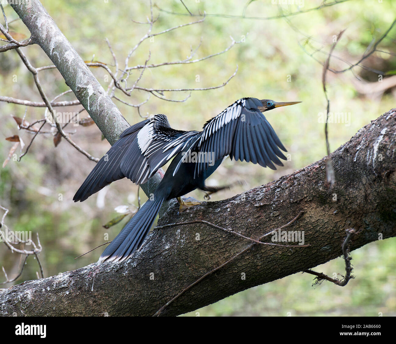 Anhinga bird perched on a branch with wings spread exposing its body ...