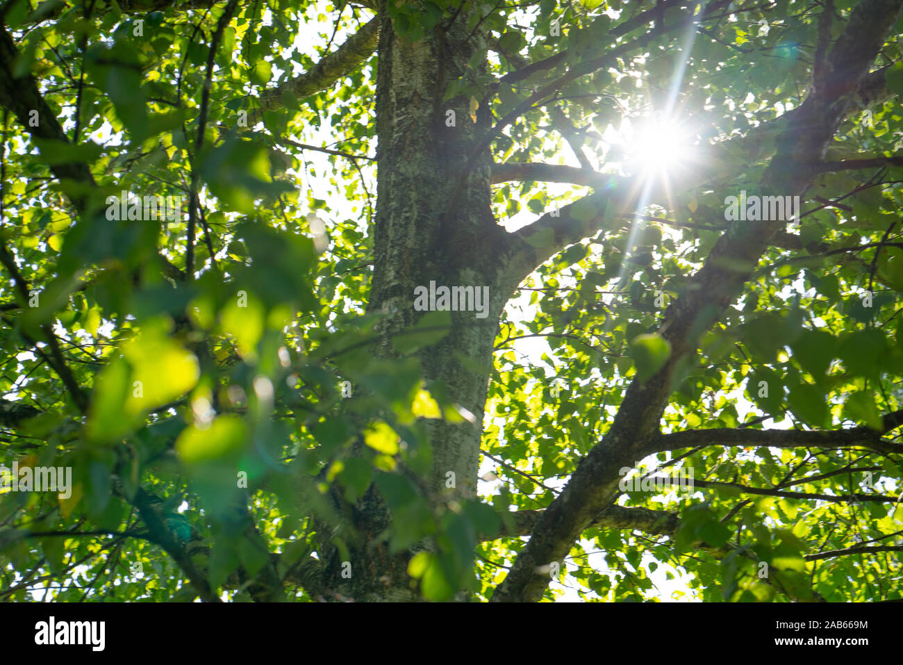 Sunlight shining through the branches and leaves of a tree, twilight ...