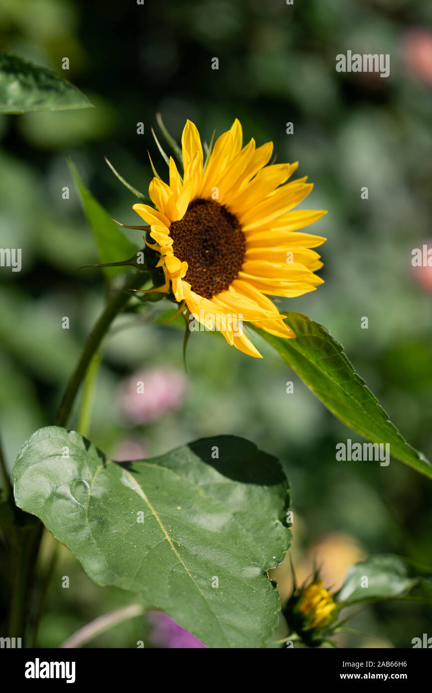 Up close greenery hi-res stock photography and images - Alamy