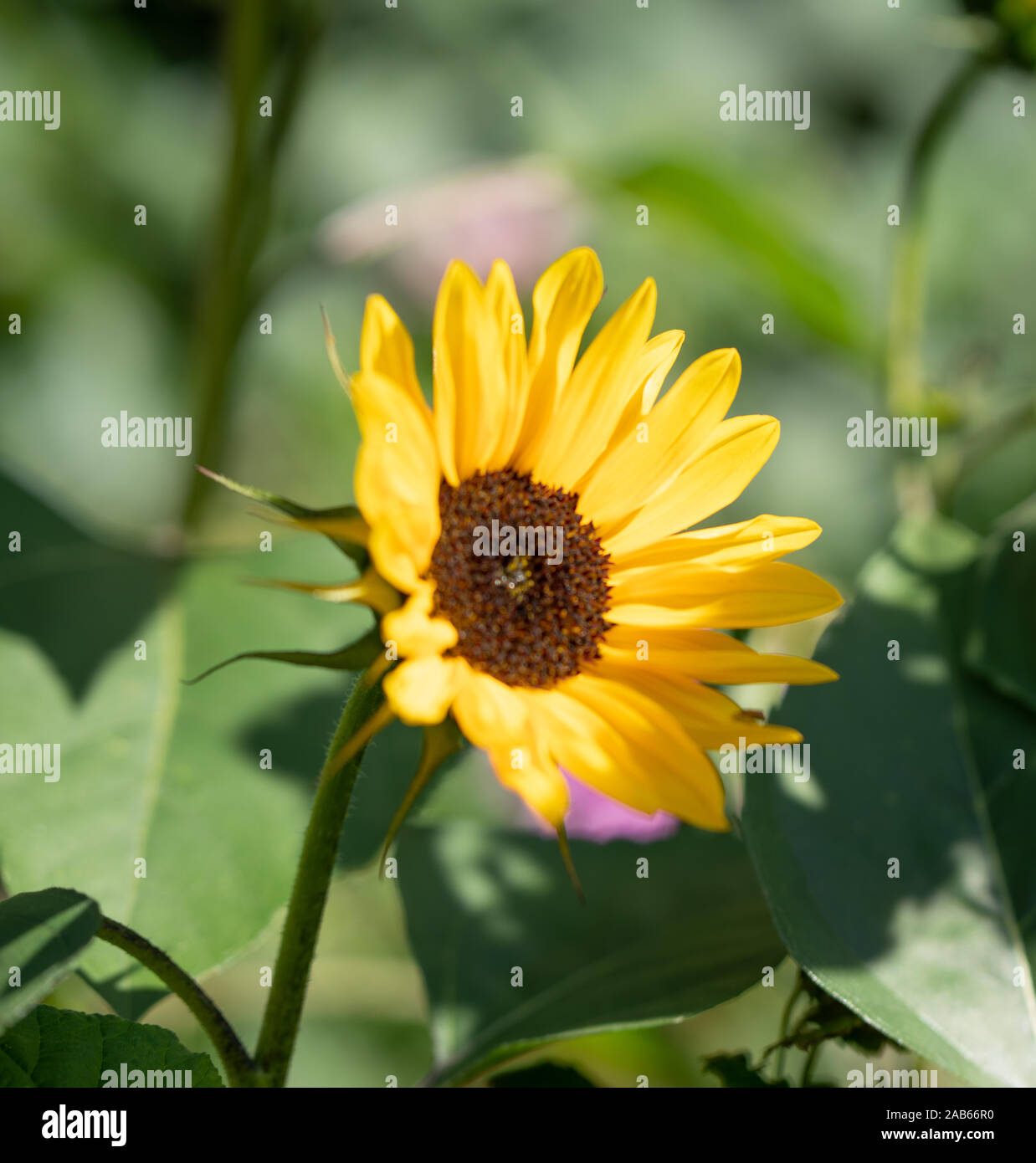 Greenery colour hi-res stock photography and images - Alamy