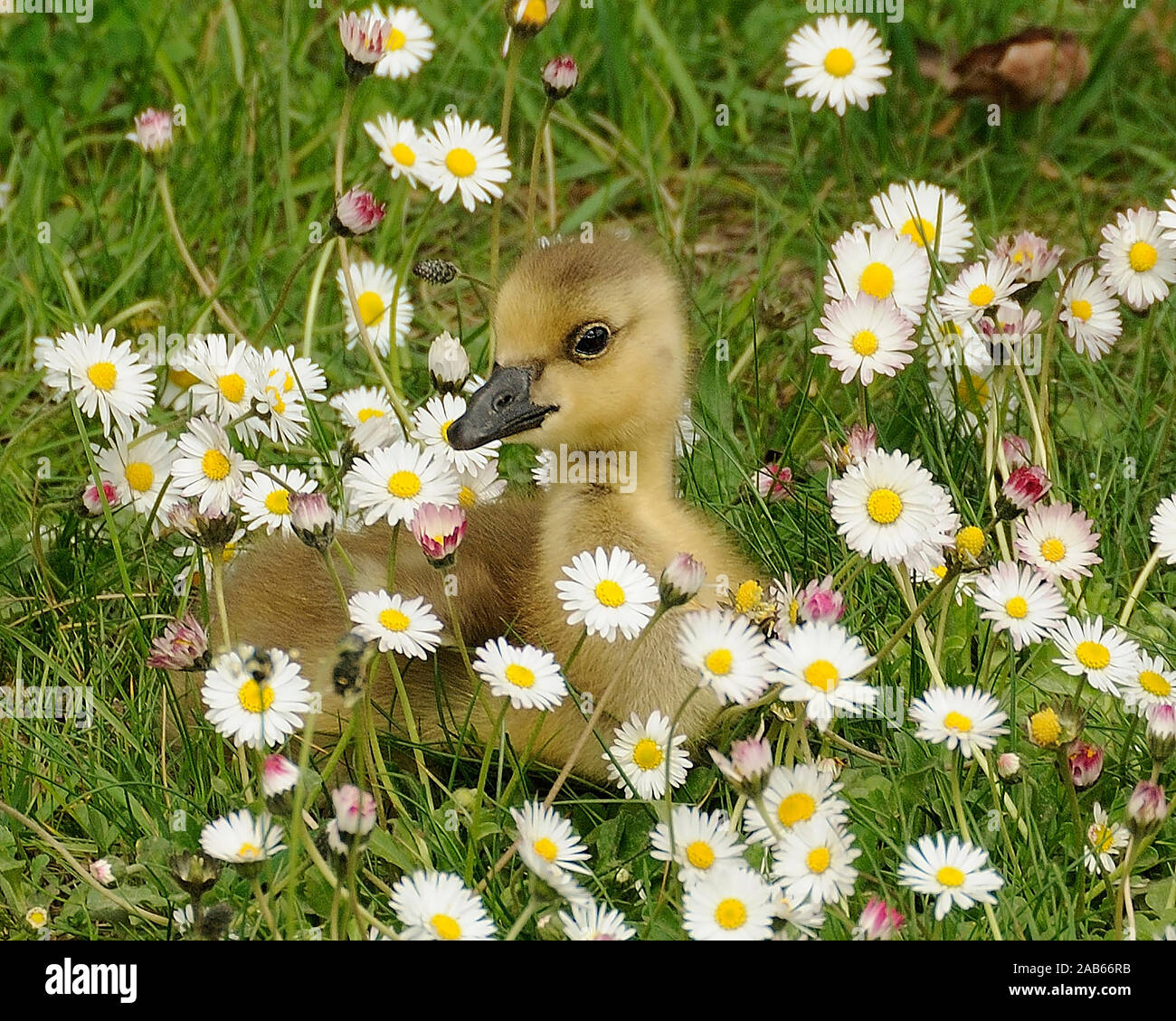 Baby canadian geese resting in Marguerites Wildflowers Meadow in spring ...