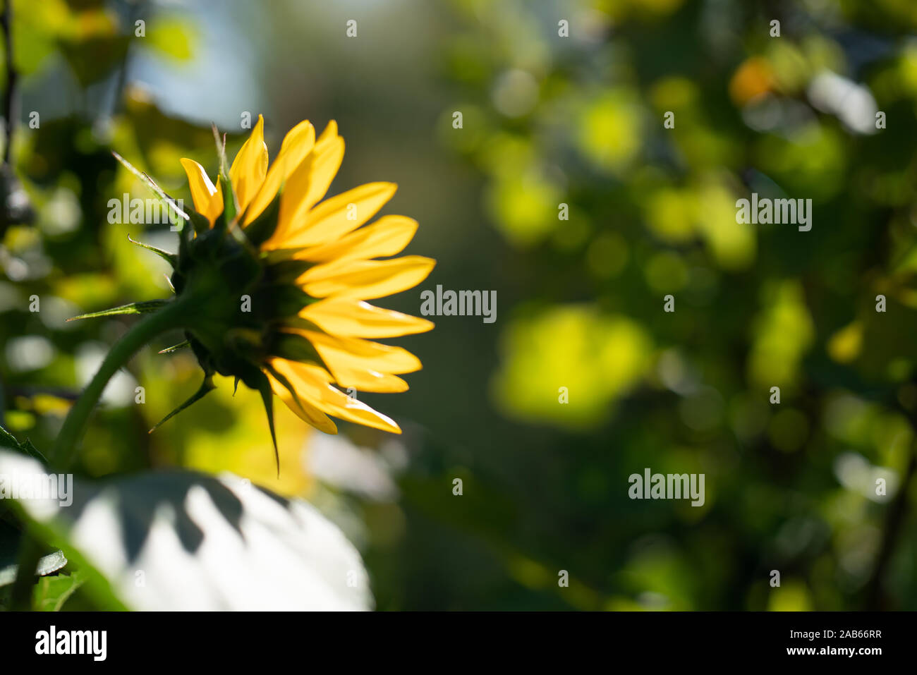 Greenery background hi-res stock photography and images - Alamy