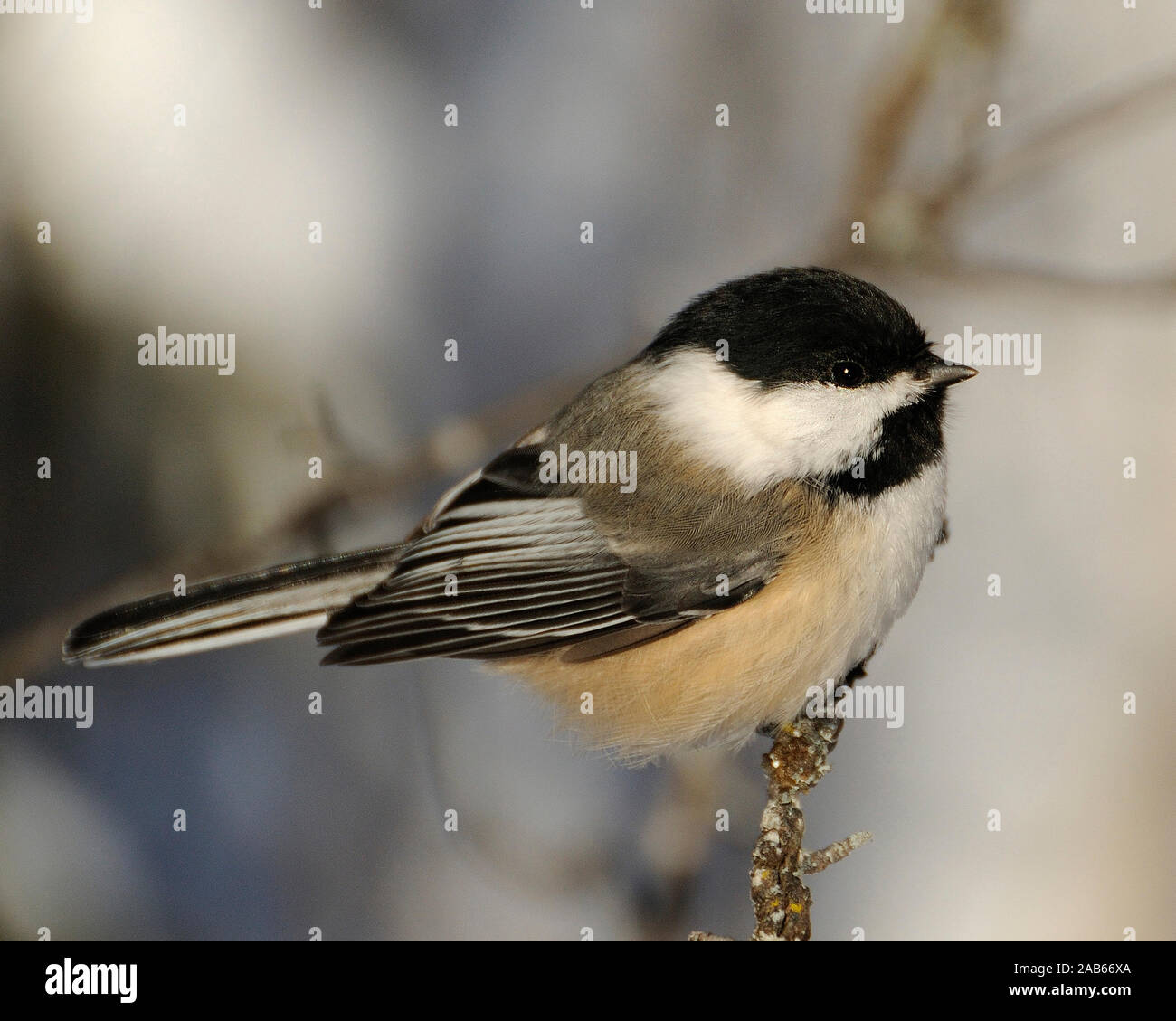 Chickadee exposing hi-res stock photography and images - Alamy
