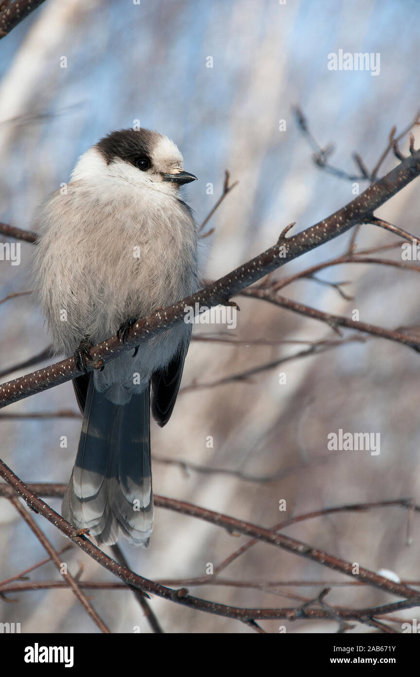 Bird body human head hi-res stock photography and images - Alamy