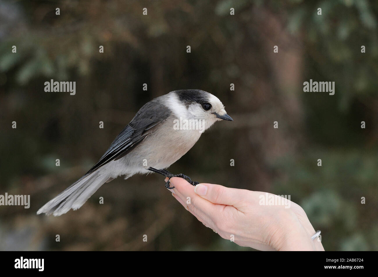 Grey Jay bird perch on a human hand with a bokeh background exposing ...