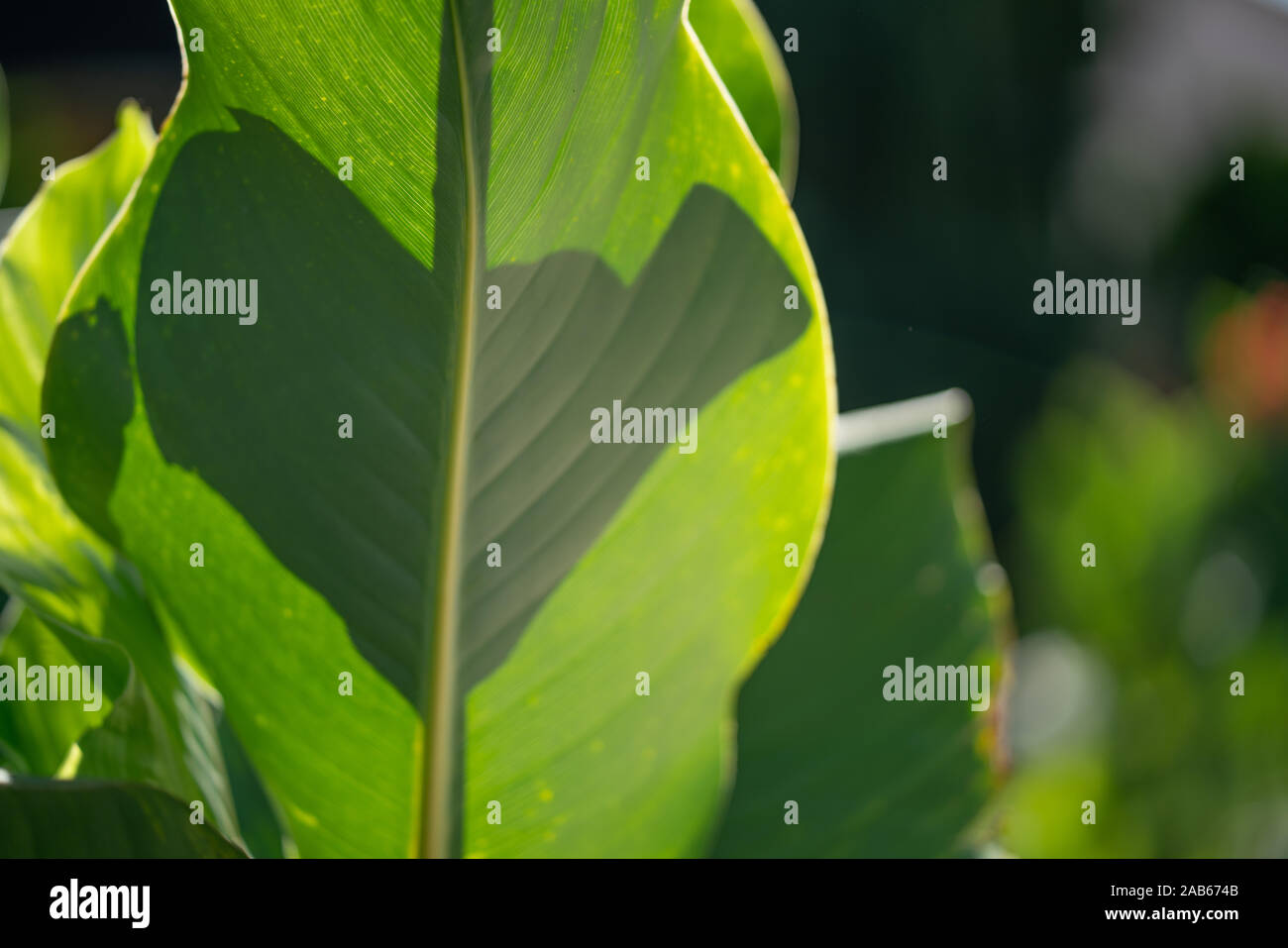 Big green leaves hi-res stock photography and images - Alamy