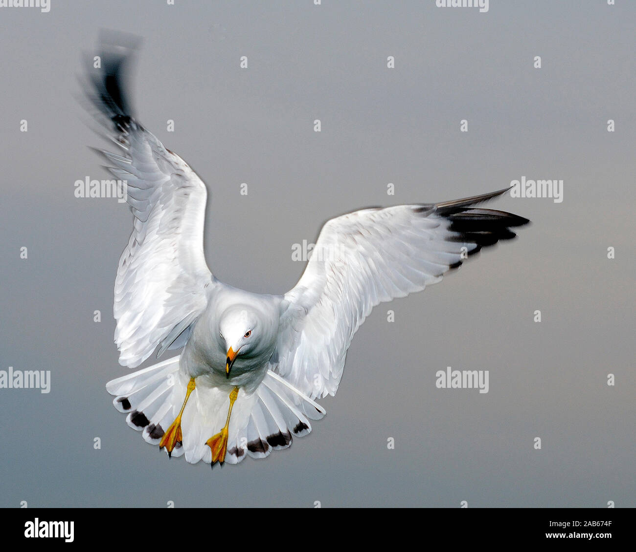 Wings profile hi-res stock photography and images - Alamy