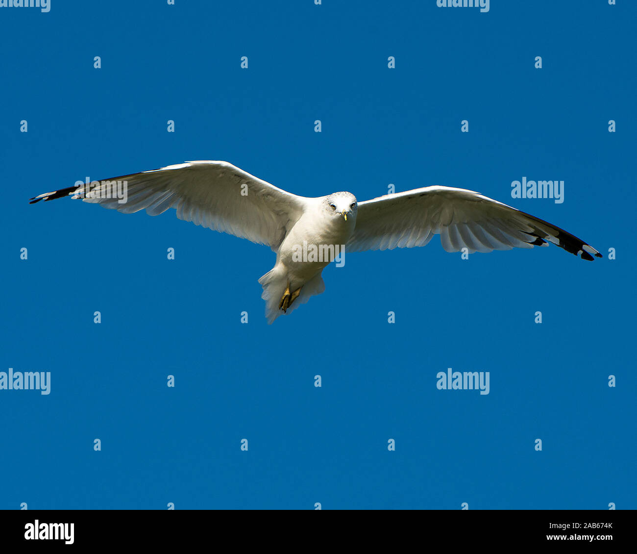 Gull bird flying with a bleu sky while exposing its body, head, beak ...