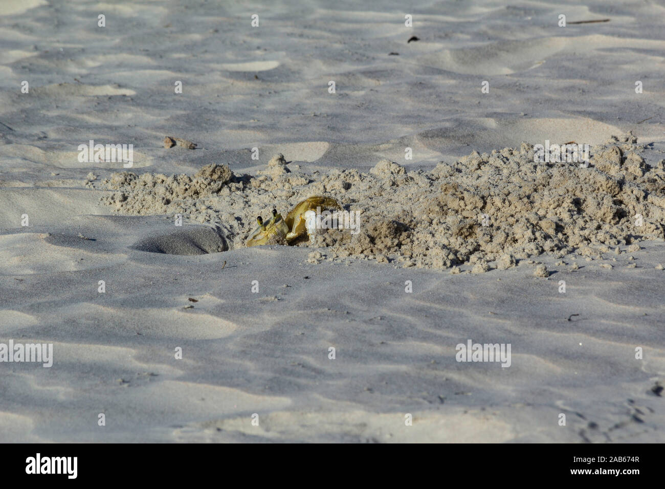 Crab digging a burrow in the sand Stock Photo - Alamy