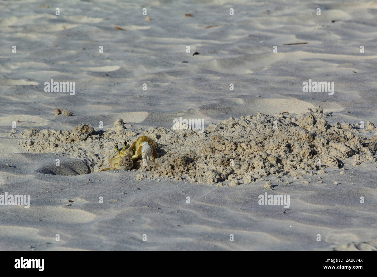Crab digging a burrow in the sand Stock Photo - Alamy