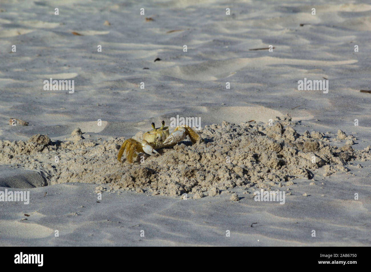Crab digging hole beach hi-res stock photography and images - Alamy
