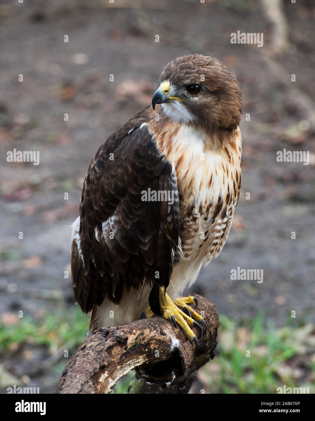 Hawk bird photos hi-res stock photography and images - Alamy