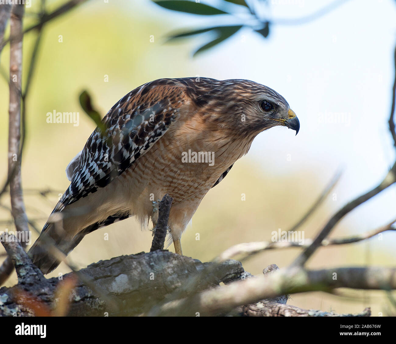 Hawk bird perched bird perched while exposing its body, head, eye, beak ...