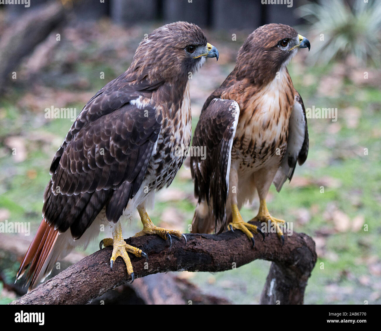 Hawk birds hi-res stock photography and images - Alamy