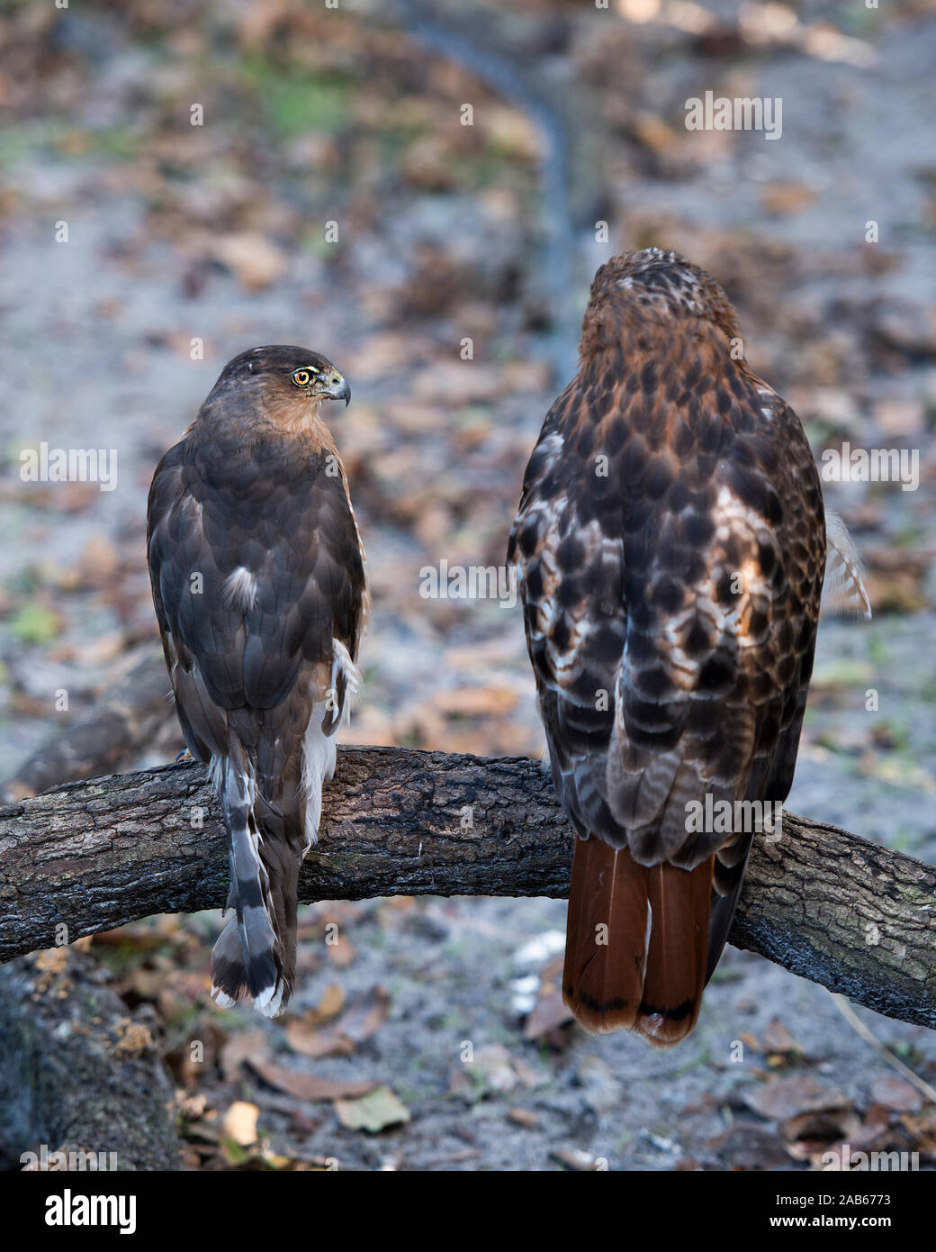 Hawk couple birds hi-res stock photography and images - Alamy