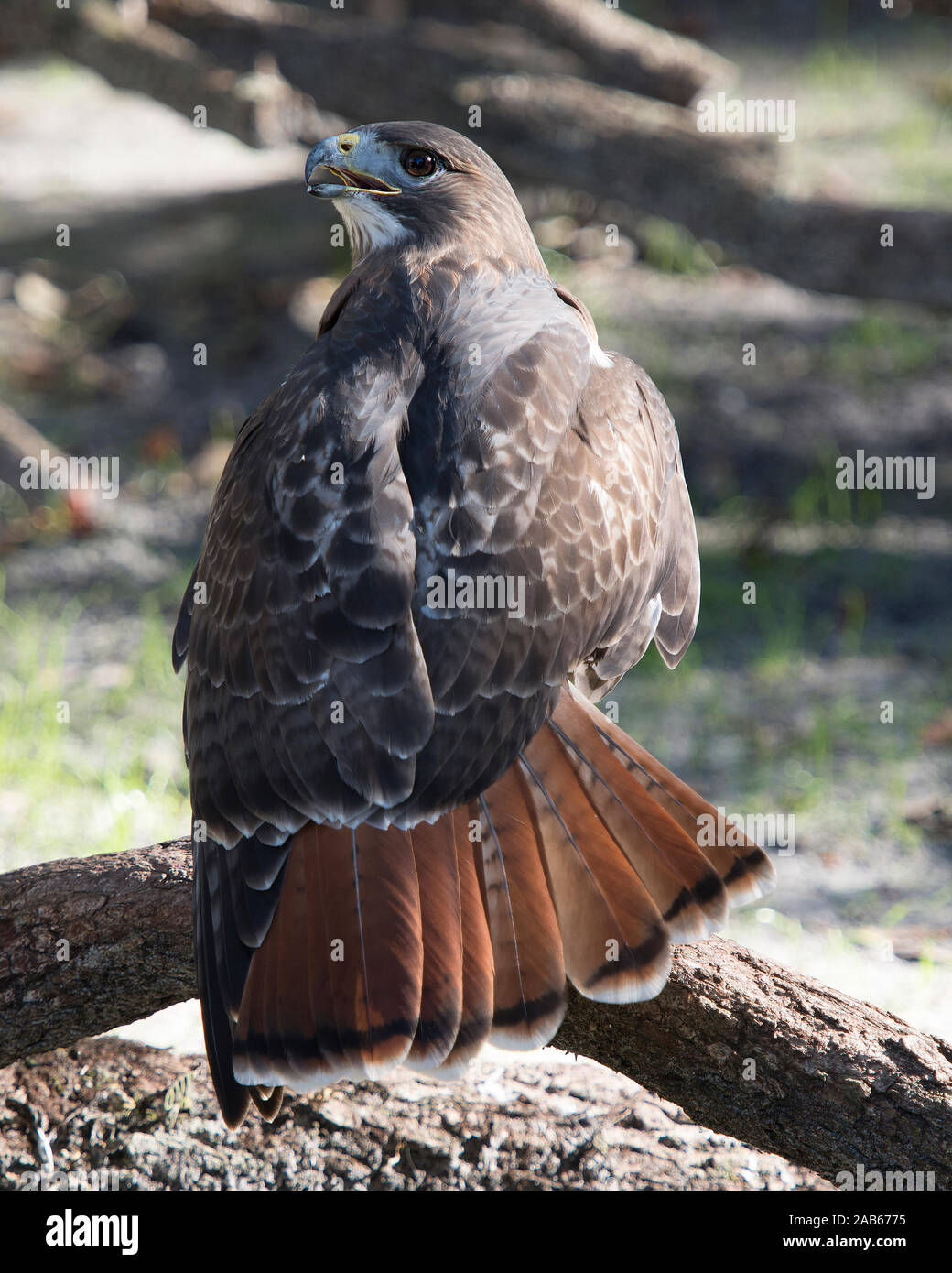 Red tailed hawk perched hi-res stock photography and images - Alamy