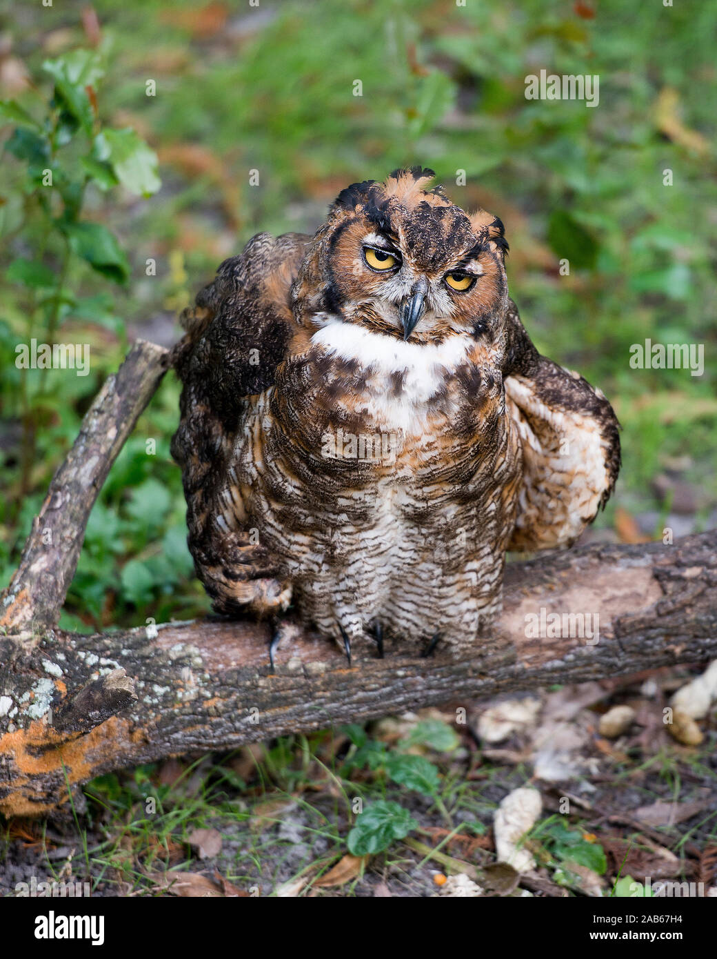 Owl bird hi-res stock photography and images - Alamy