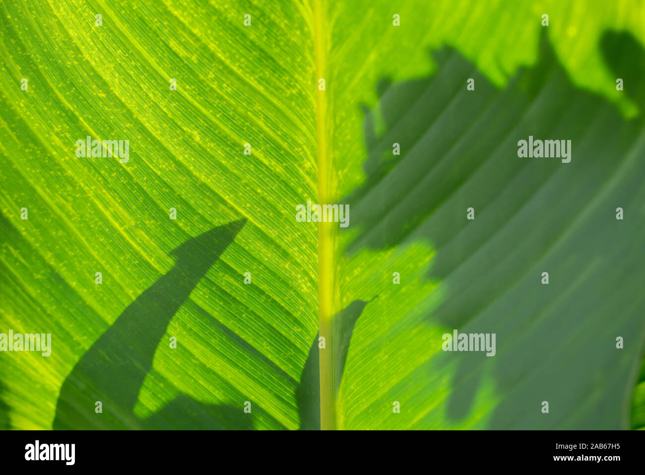 Big green leaf hi-res stock photography and images - Alamy