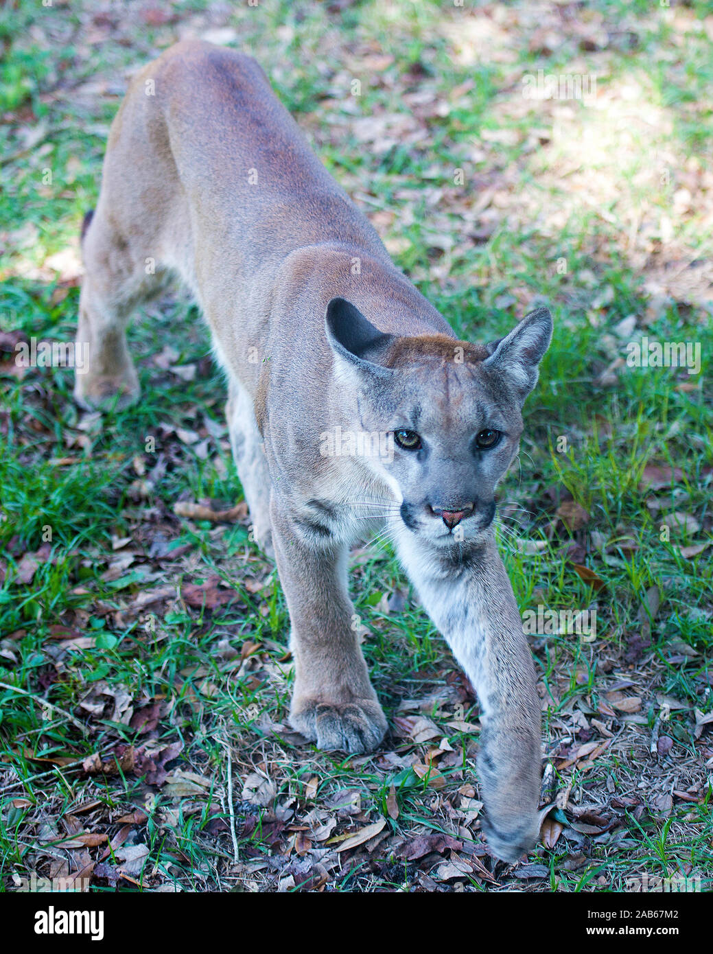 Panther view hi-res stock photography and images - Alamy