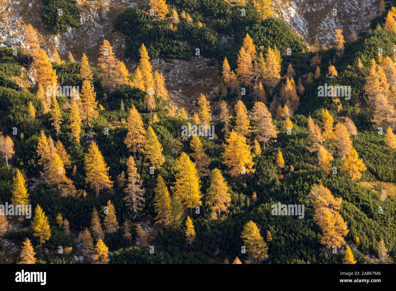Yellow larch trees with pine dwarf Stock Photo - Alamy